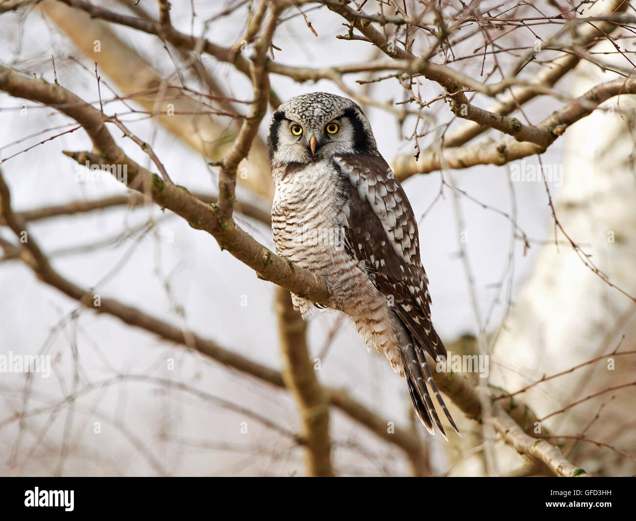 Northern Hawk Owl Stock Photos & Northern Hawk Owl Stock Images - Alamy