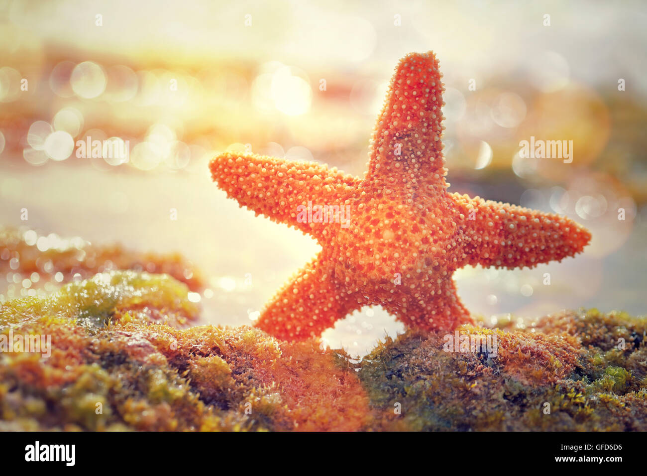 Beautiful starfish hi-res stock photography and images - Alamy