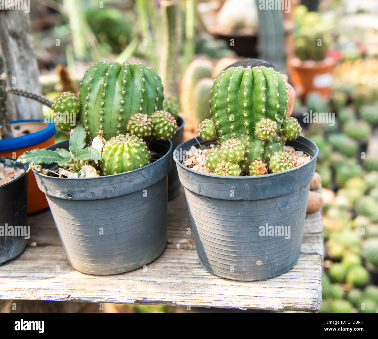 Group cacti growing in hi-res stock photography and images - Alamy