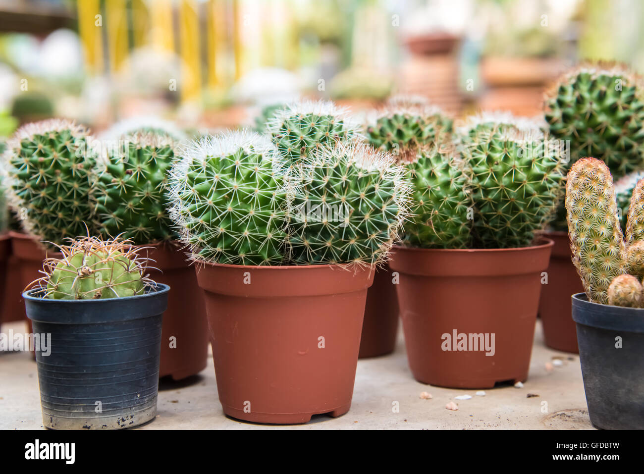 Group of cactus in greenhouse growing, selective focus Stock Photo - Alamy