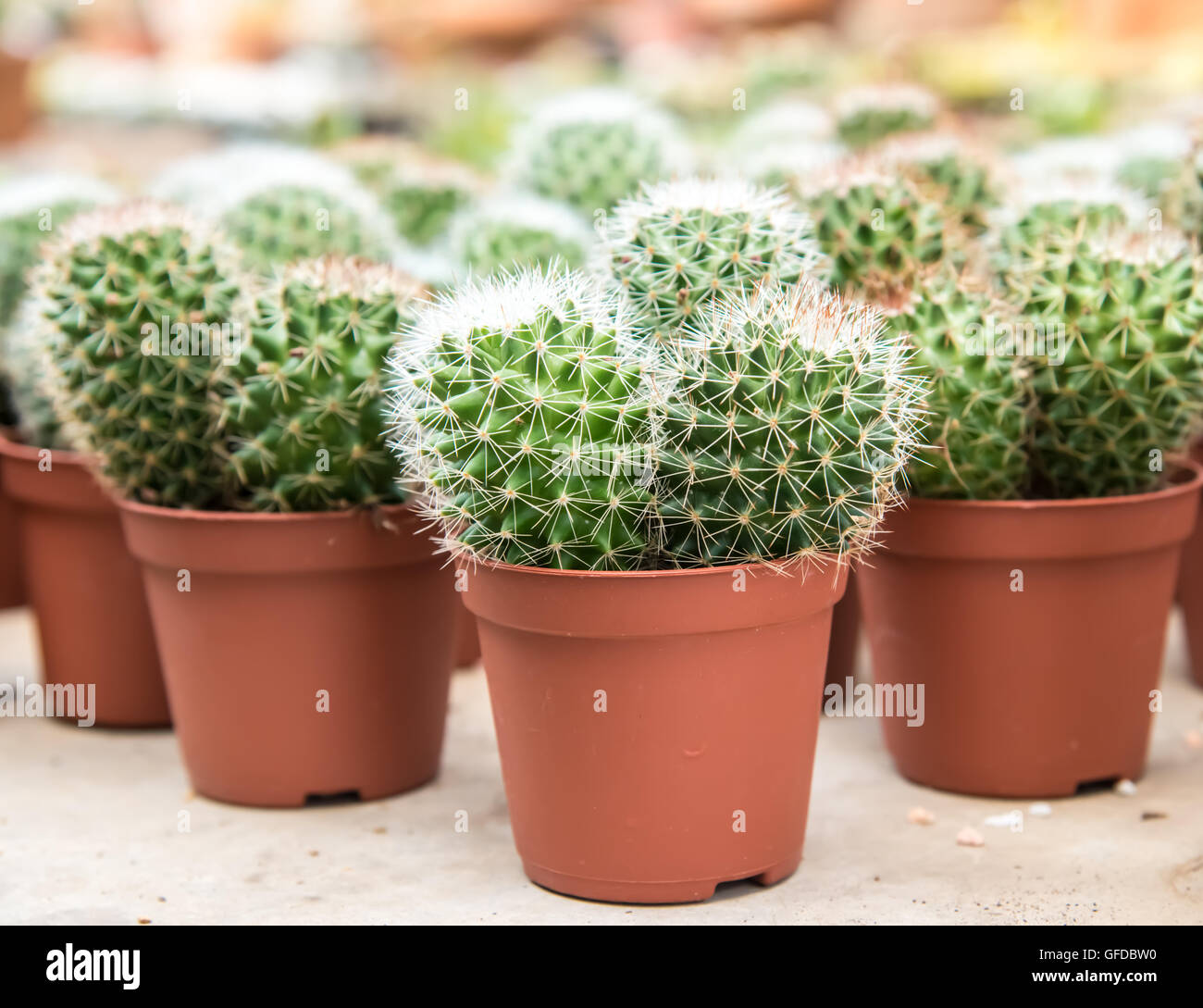 Group of cactus in greenhouse growing, selective focus Stock Photo - Alamy