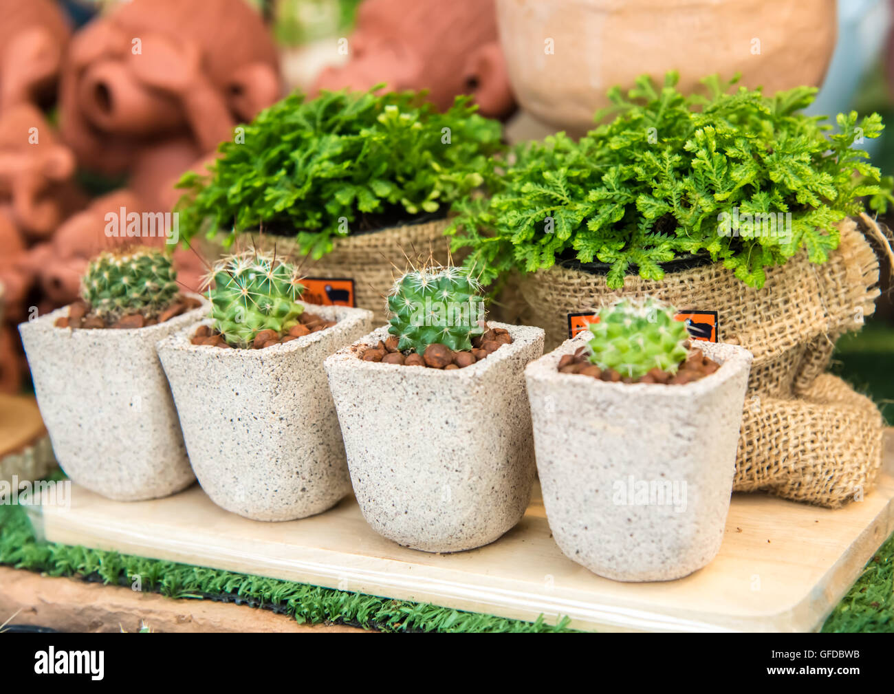 Group of cactus in greenhouse growing, selective focus Stock Photo - Alamy