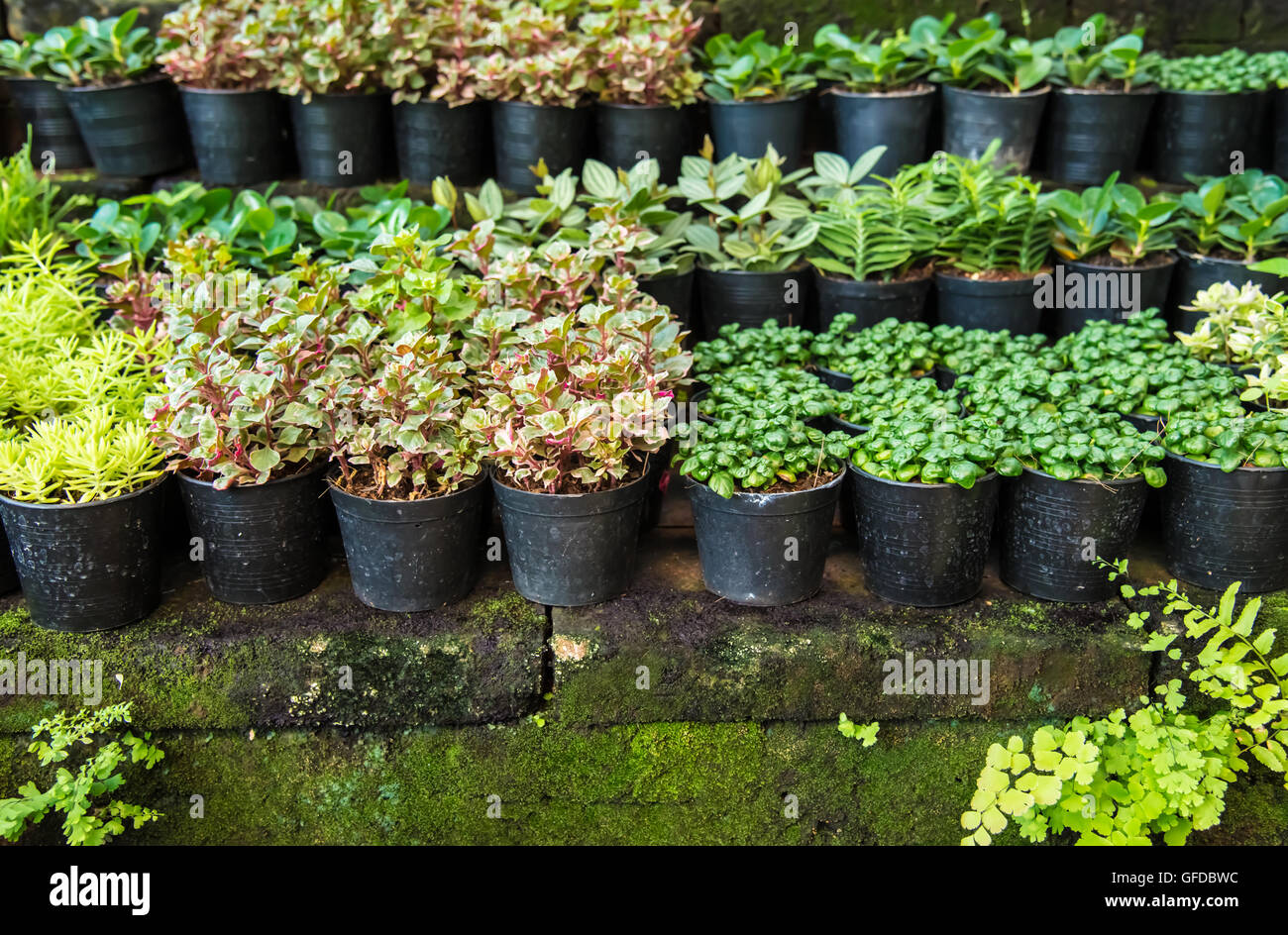 Group of flower pot in greenhouse growing, selective focus Stock Photo ...