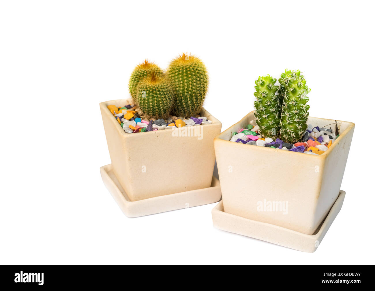 Cactus in a pot Isolated On White Background Stock Photo - Alamy