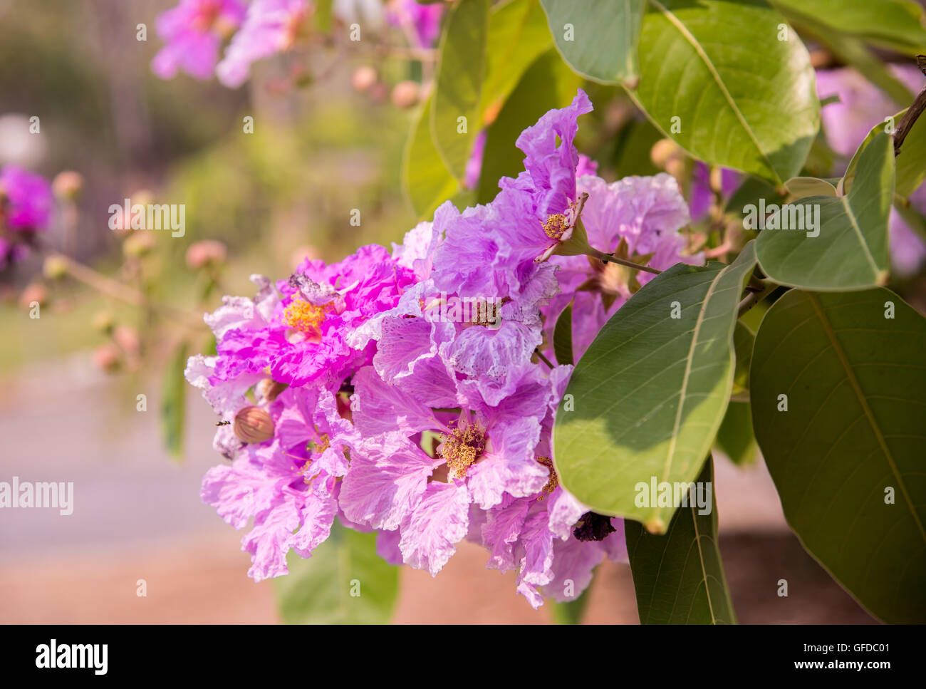 Puple light hi-res stock photography and images - Alamy