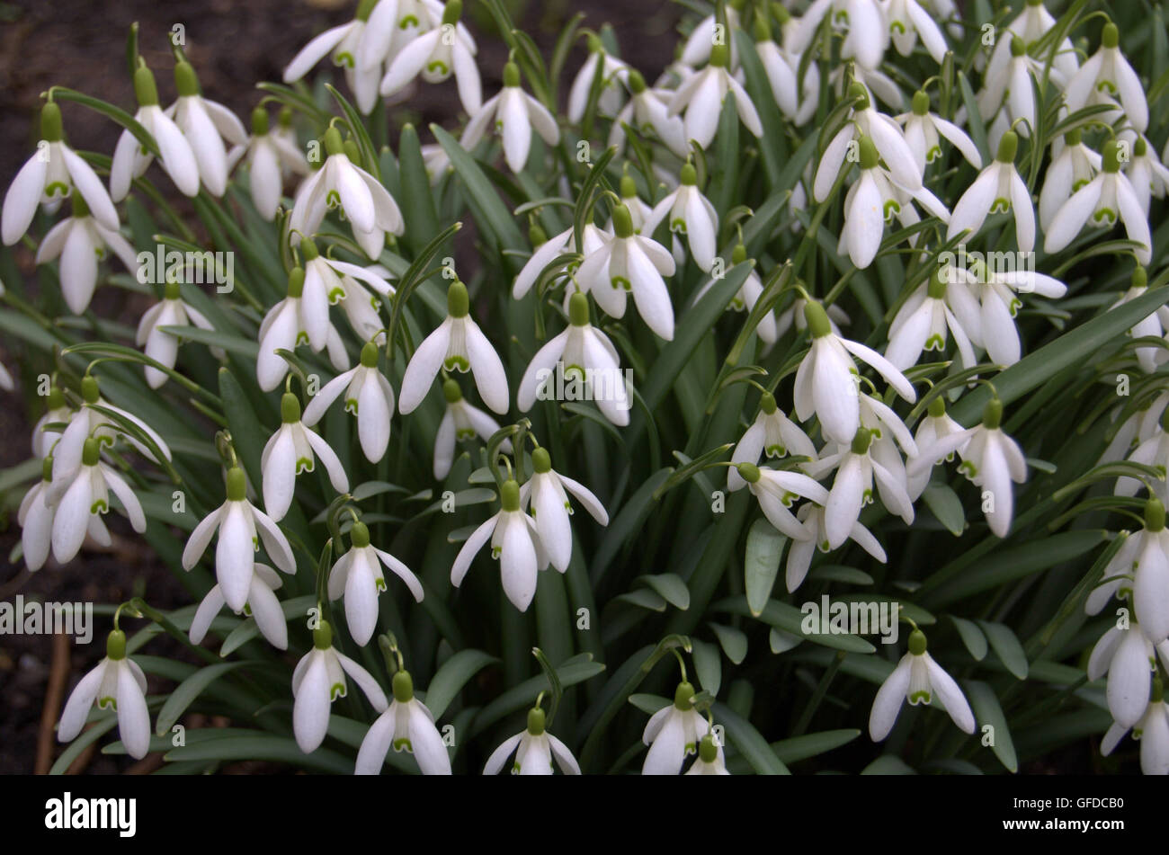 Snow Bells Flowers Stock Photos & Snow Bells Flowers Stock Images - Alamy