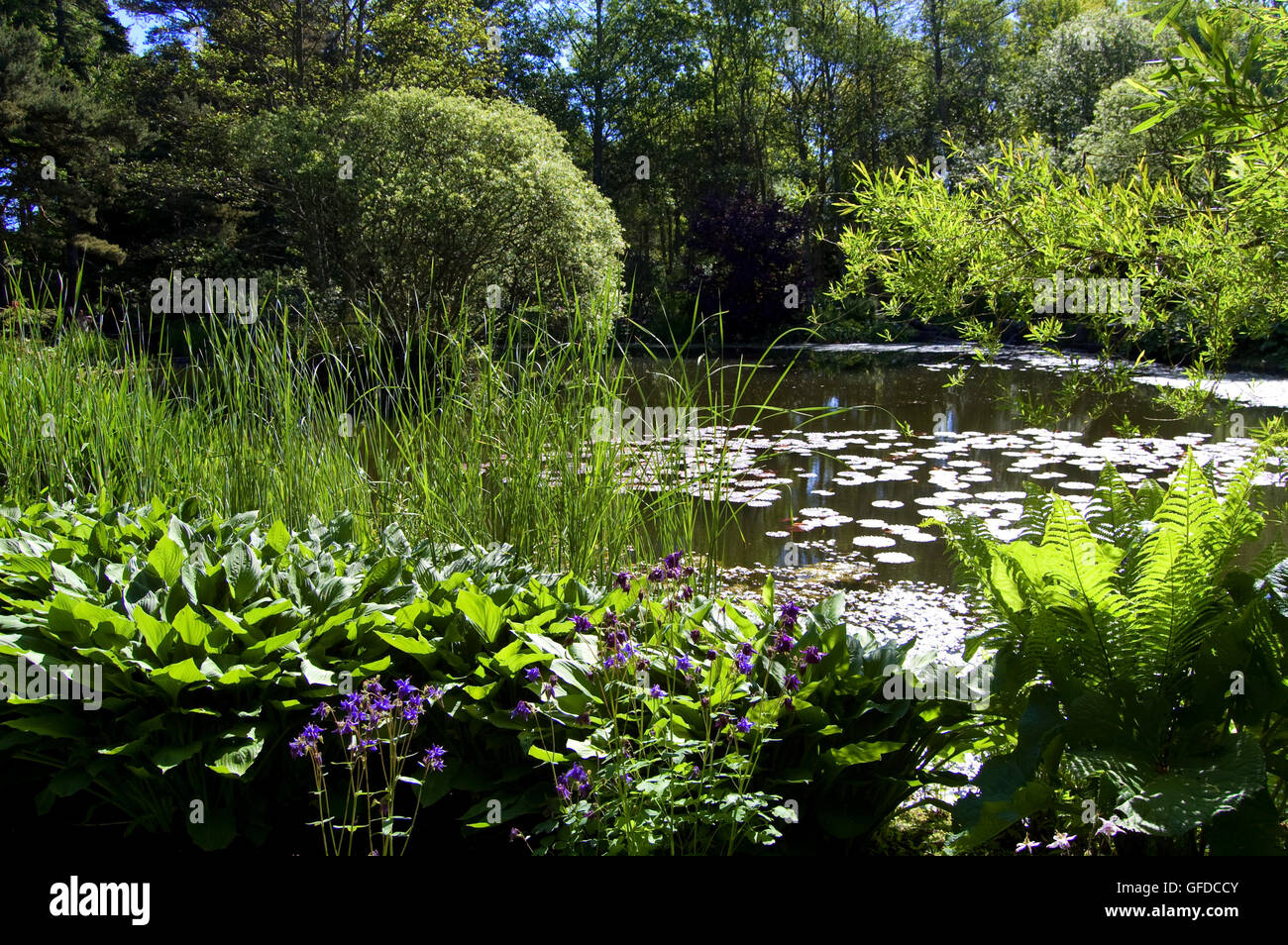 Pond in St Andrews Botanical garden, St Andrews, Fife, UK Stock Photo ...