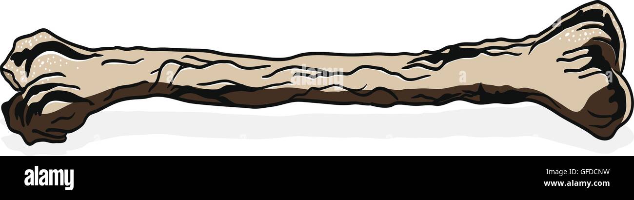 Bone - hand drawn vector illustration, isolated on white Stock Vector ...
