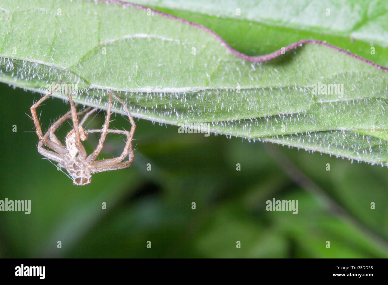 Left spider cast on the leaf Stock Photo - Alamy
