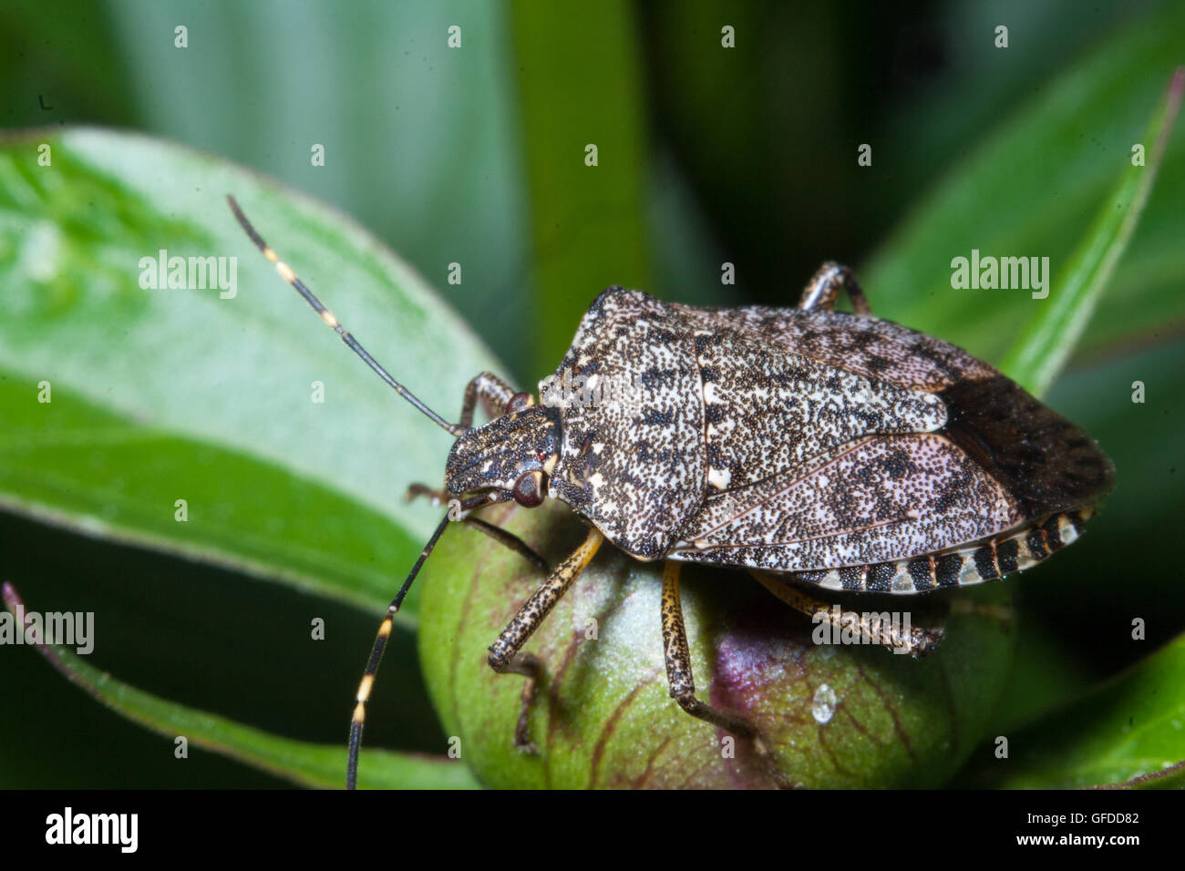 Brown marmorated stink bug hi-res stock photography and images - Alamy