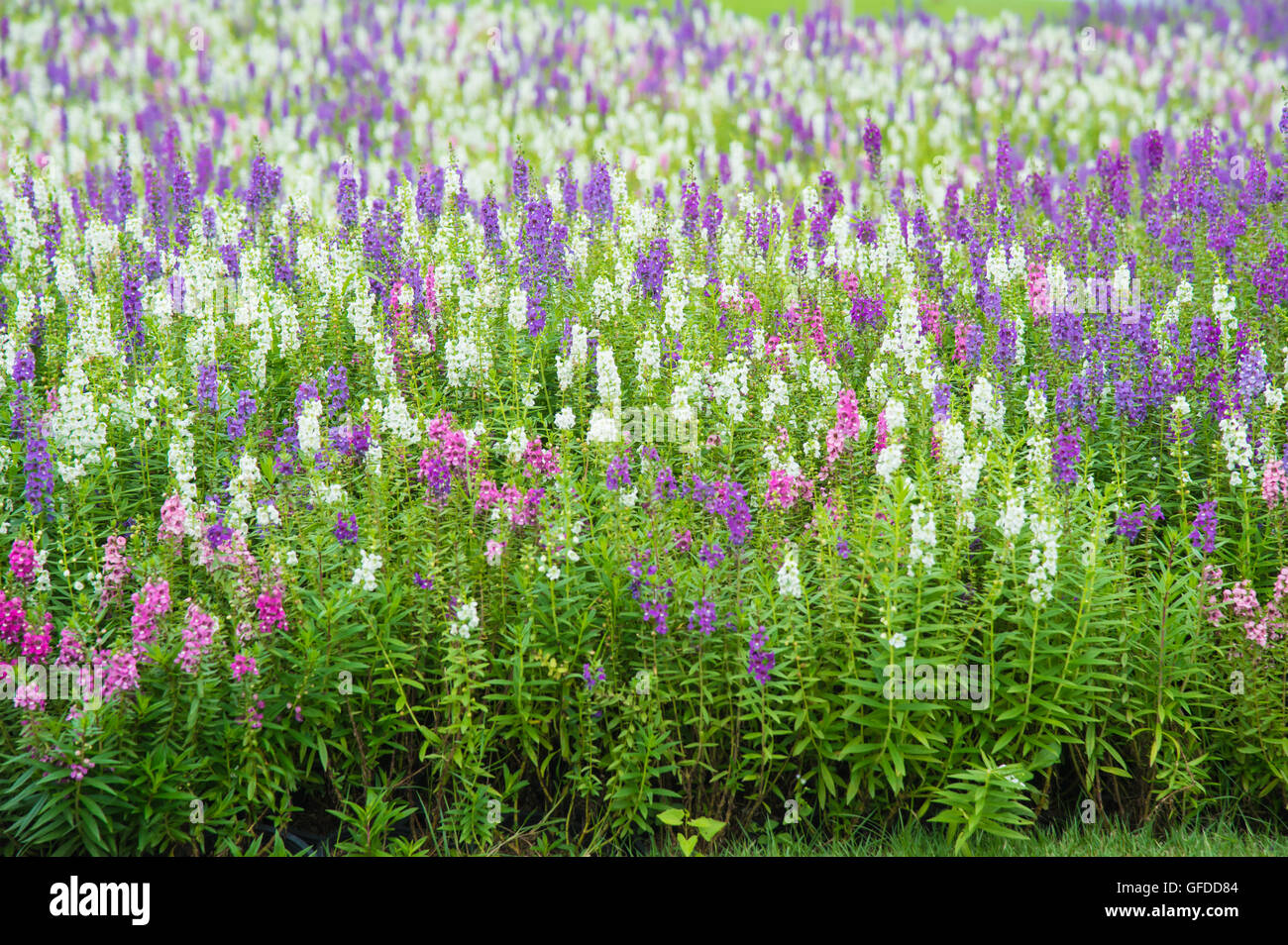 Field of purple flowers in the garden Stock Photo - Alamy