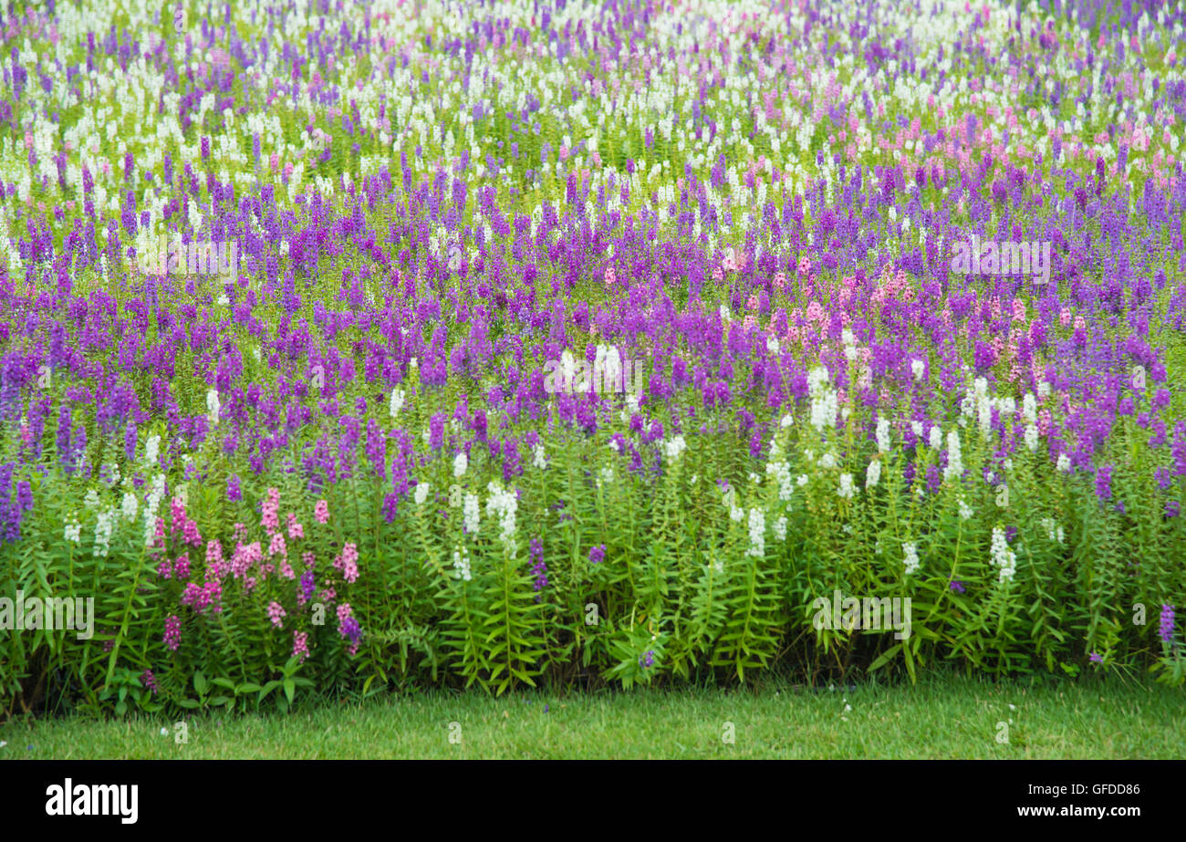 Field of purple flowers in the garden Stock Photo - Alamy