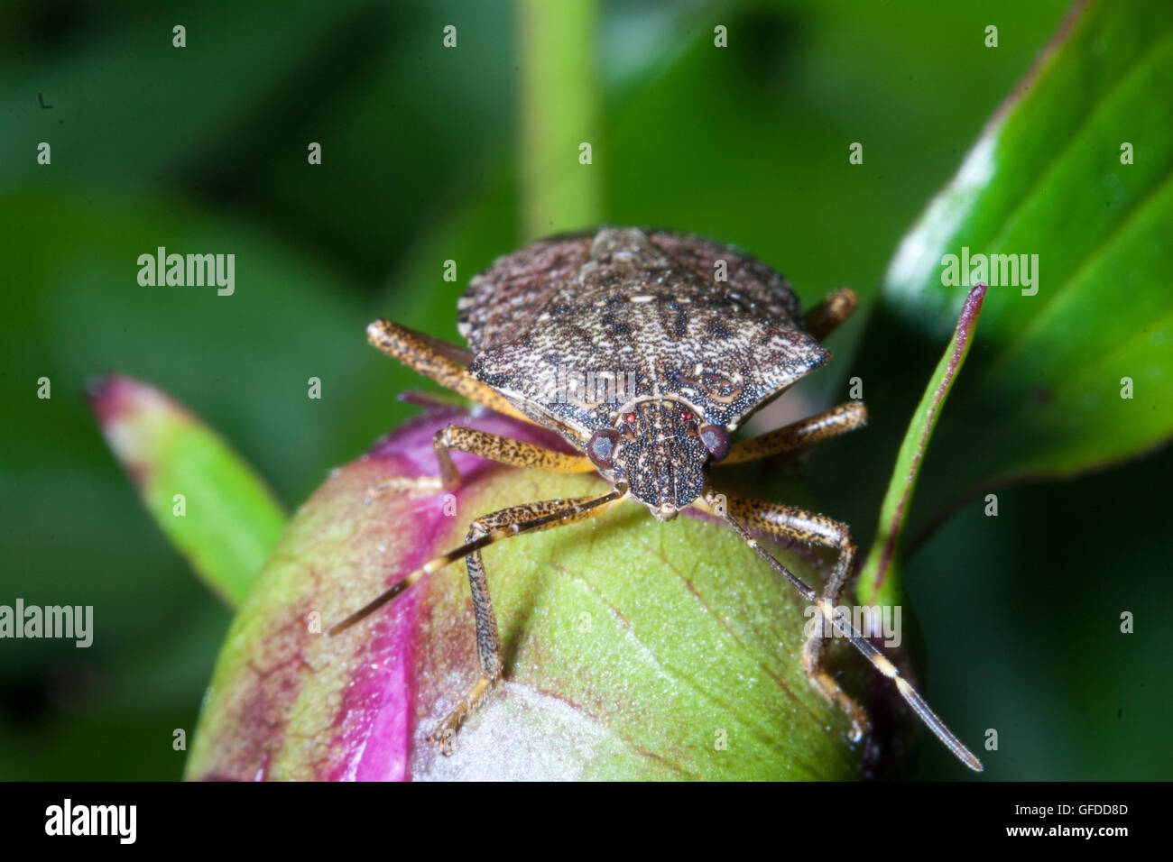 Brown marmorated stink bug also known as a Halyomorpha halys Stal Stock ...