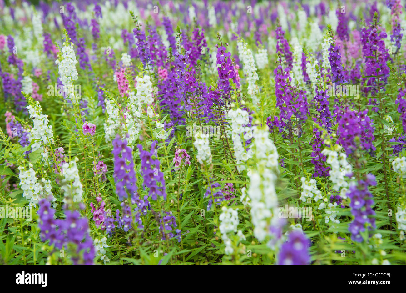 Field of purple flowers in the garden Stock Photo - Alamy