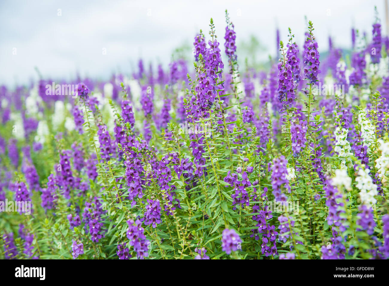 Field of purple flowers in the garden Stock Photo - Alamy