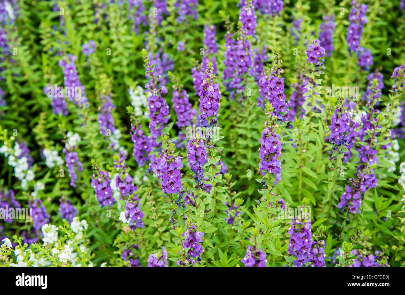 Field of purple flowers in the garden Stock Photo - Alamy
