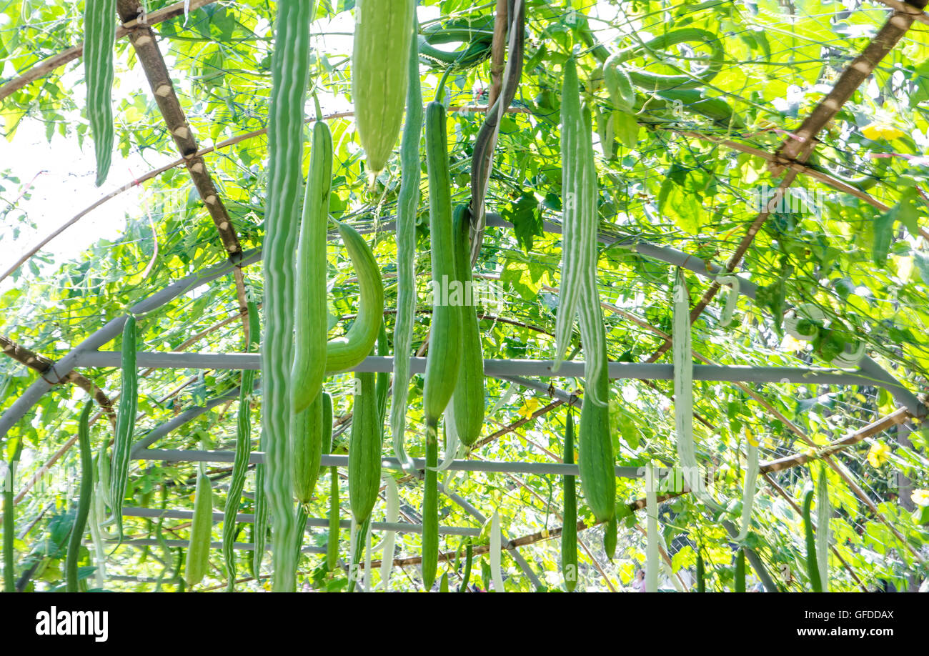 Zucchini plant hanging hi-res stock photography and images - Alamy