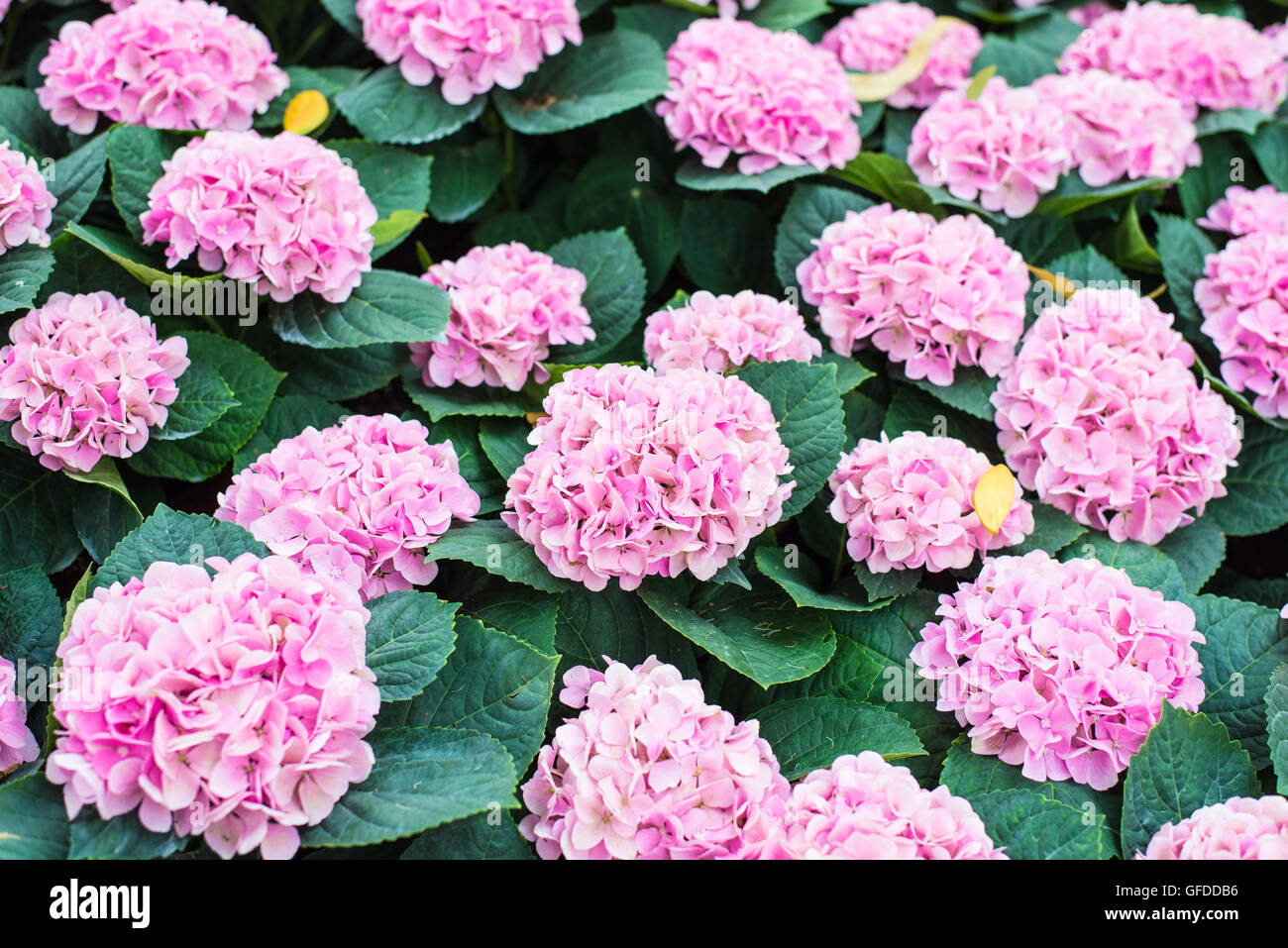 Beautiful pink hydrangea flowers in the garden Stock Photo - Alamy