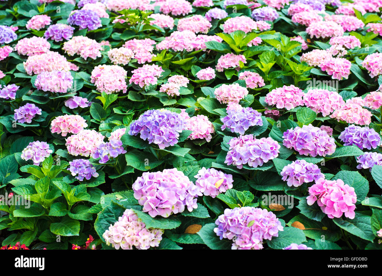 Beautiful pink hydrangea flowers in the garden Stock Photo - Alamy