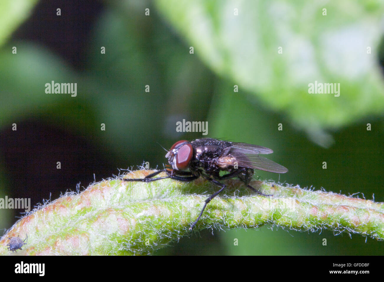 A fly rubbing his hands Stock Photo - Alamy