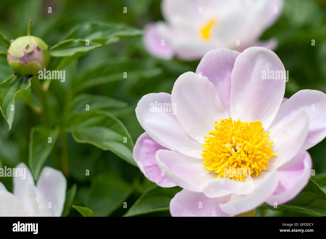 White paeonia lactiflora in full bloom Stock Photo - Alamy