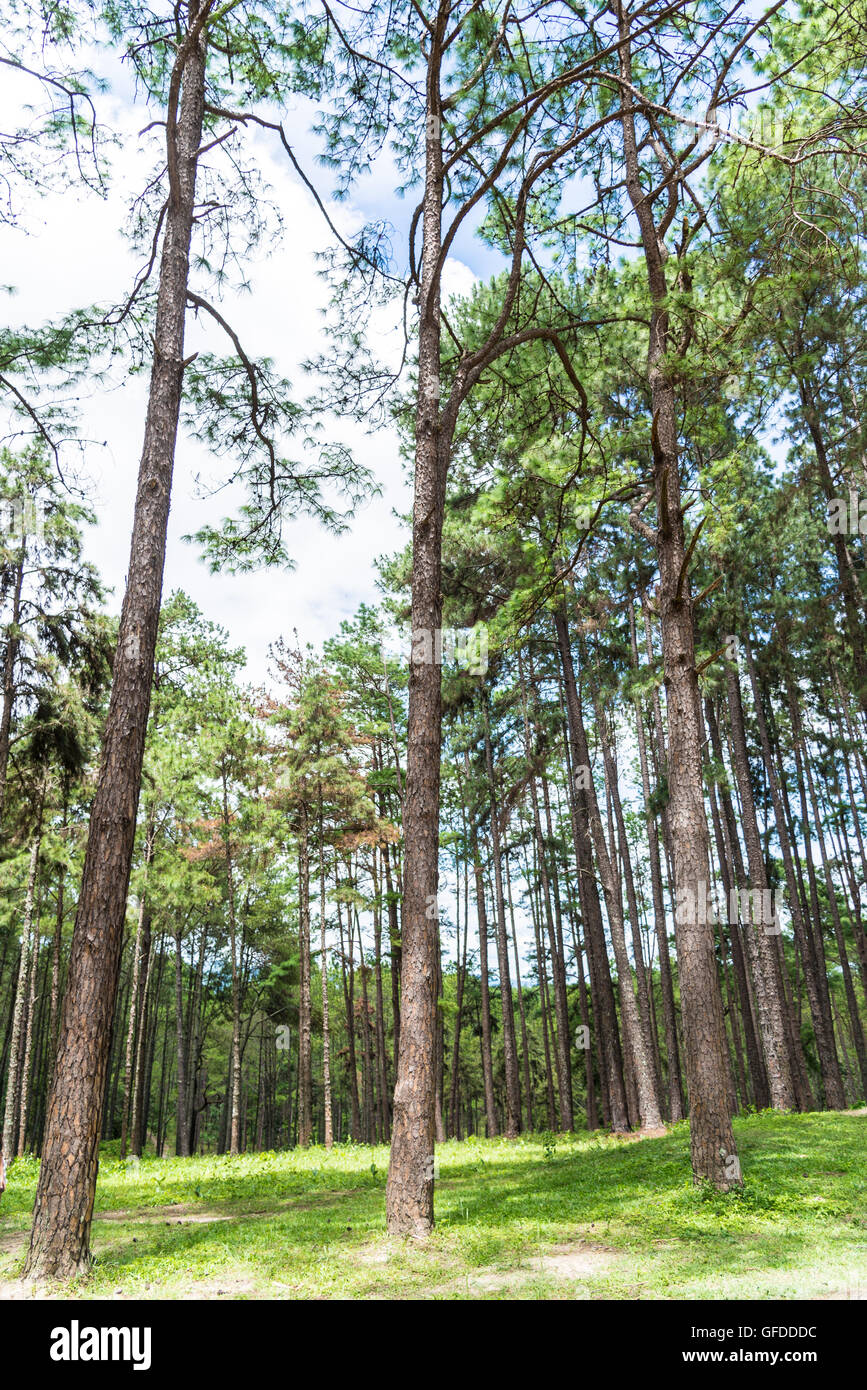 view of very big and tall pine tree in the forest Stock Photo - Alamy