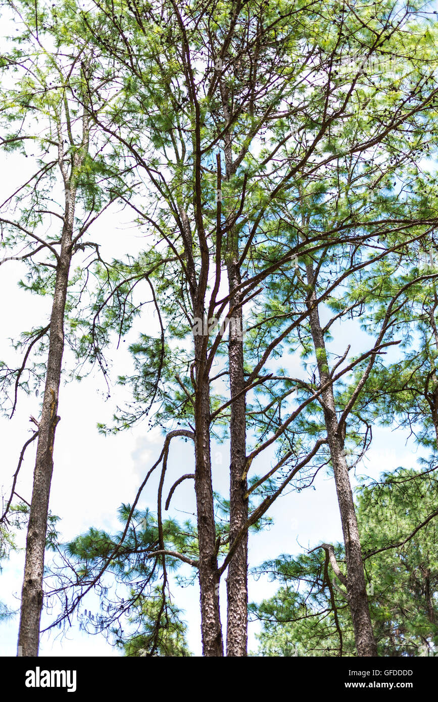 view of very big and tall pine tree in the forest Stock Photo - Alamy