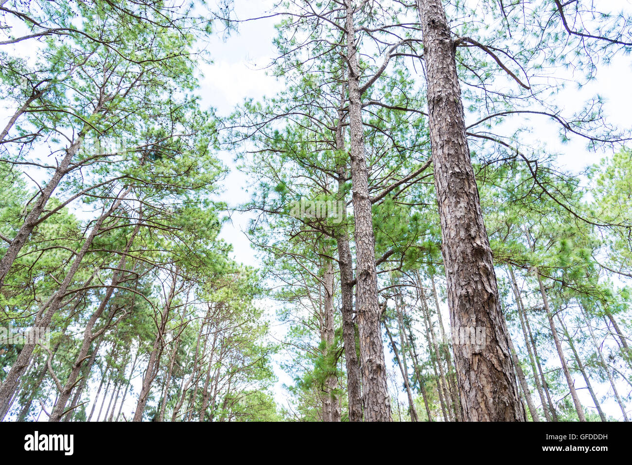 view of very big and tall pine tree in the forest Stock Photo - Alamy
