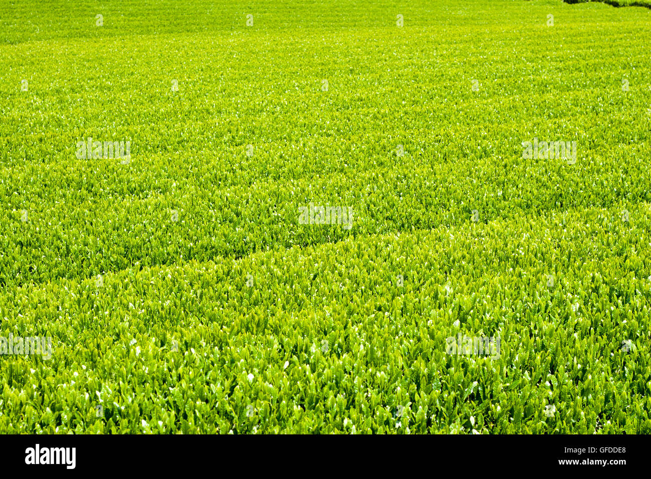 Green tea farm in spring Stock Photo - Alamy