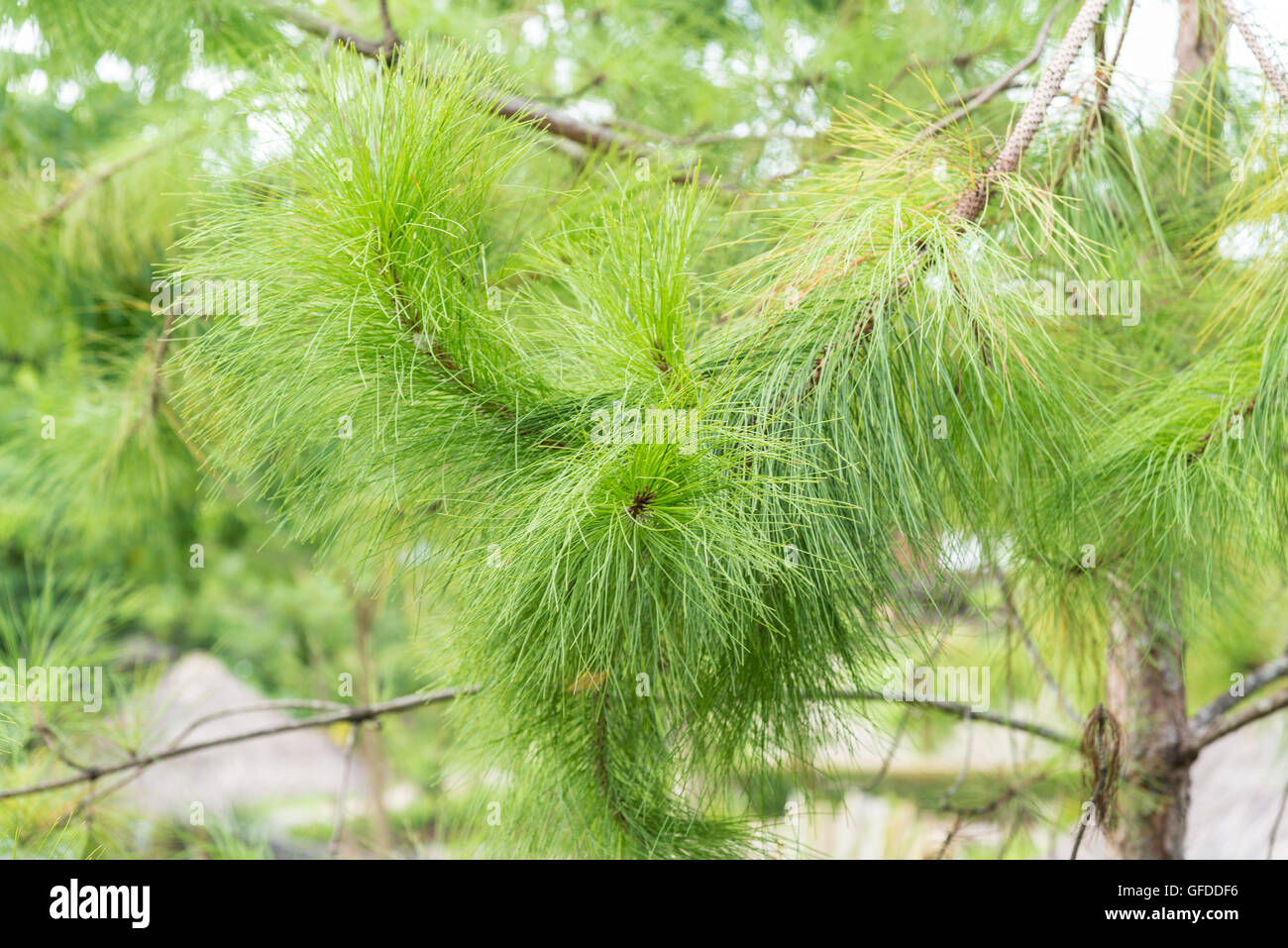 Brance hi-res stock photography and images - Alamy