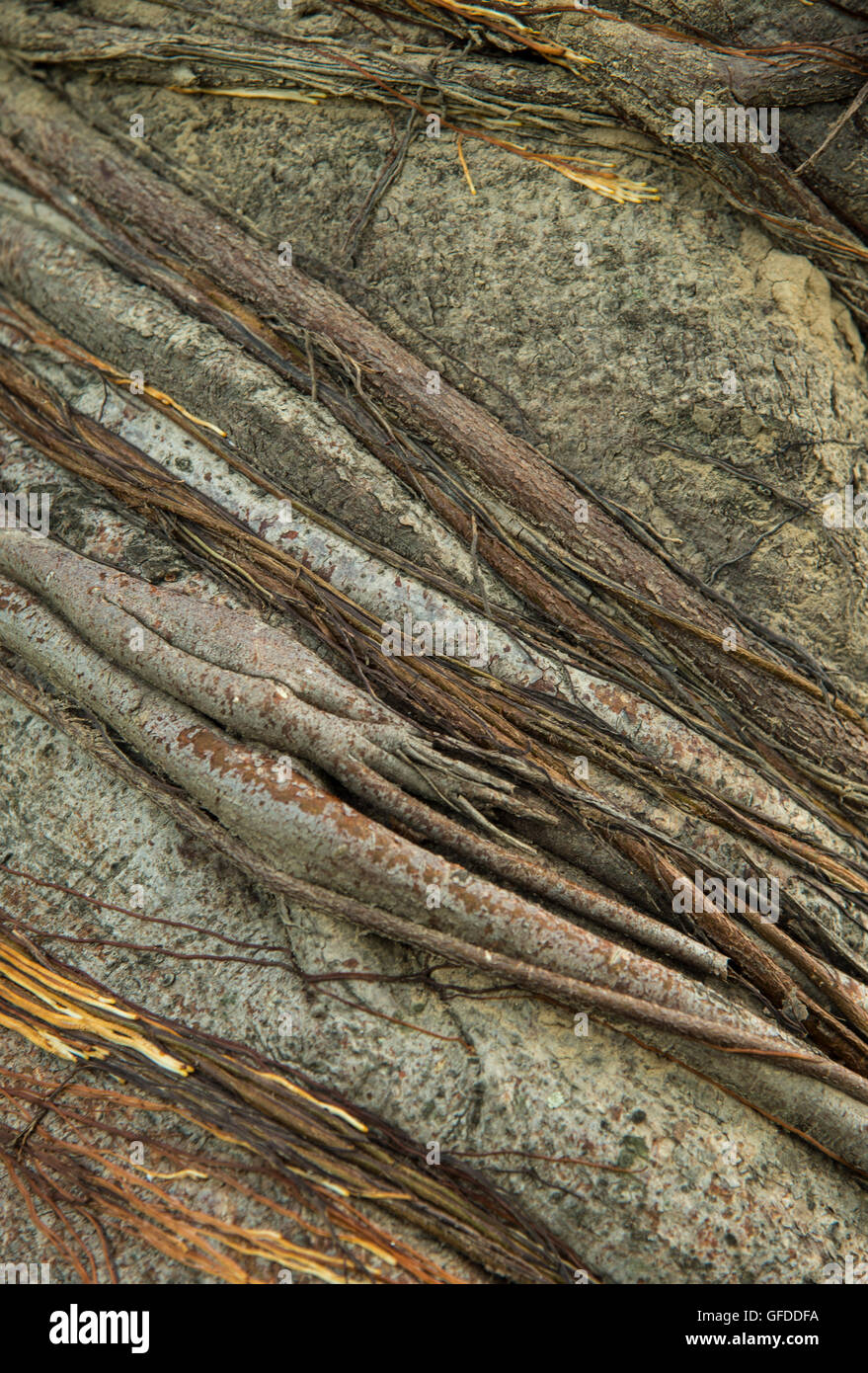 Close up a Bark Banyan Tree Texture Background Stock Photo - Alamy