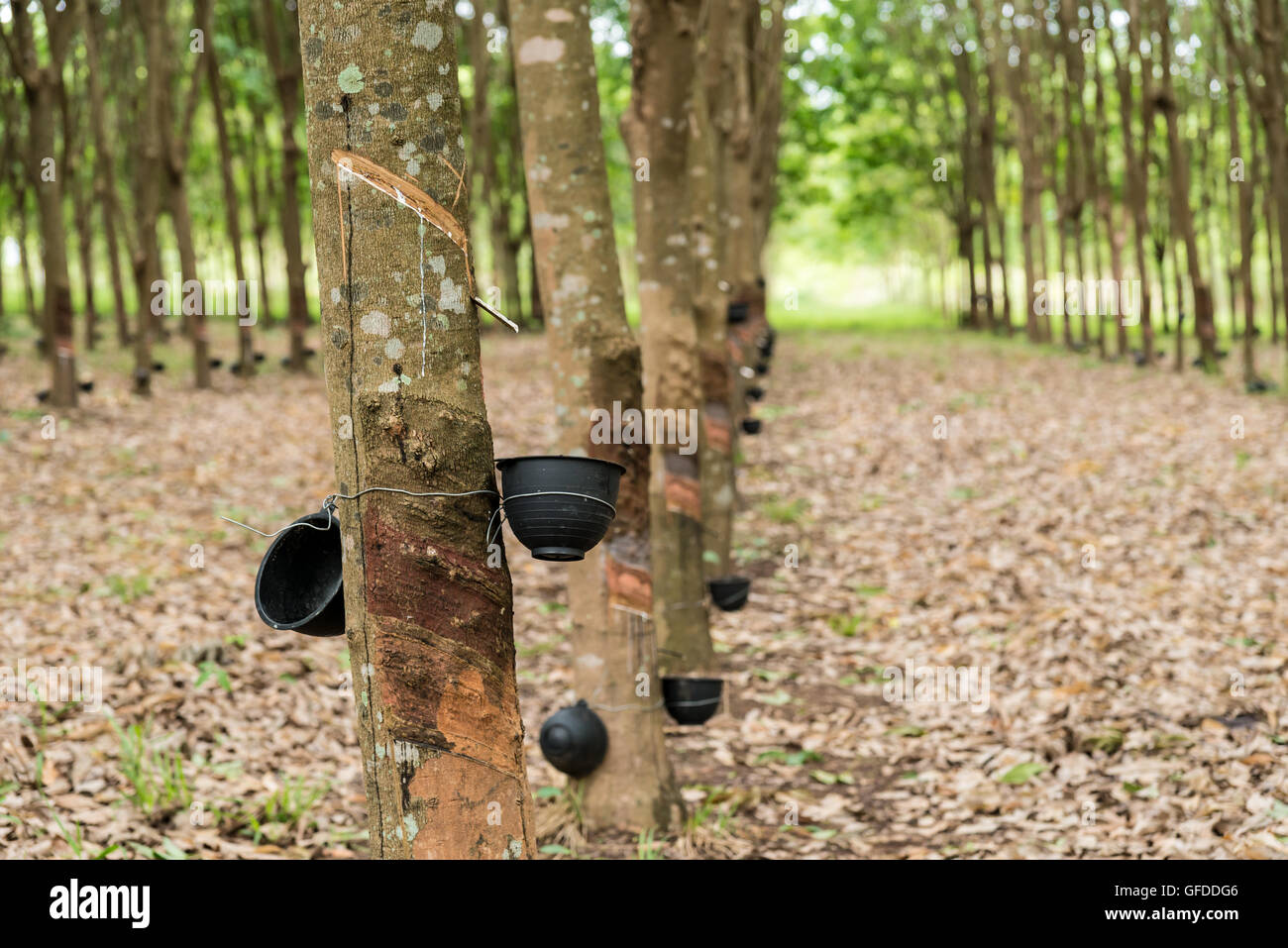 Tapping latex from a rubber tree plantation Stock Photo - Alamy