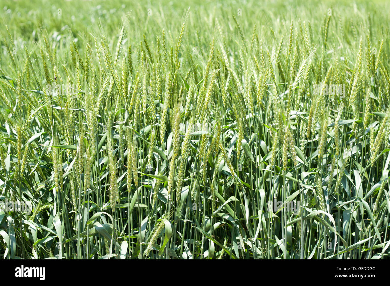 The barley field in spring Stock Photo - Alamy