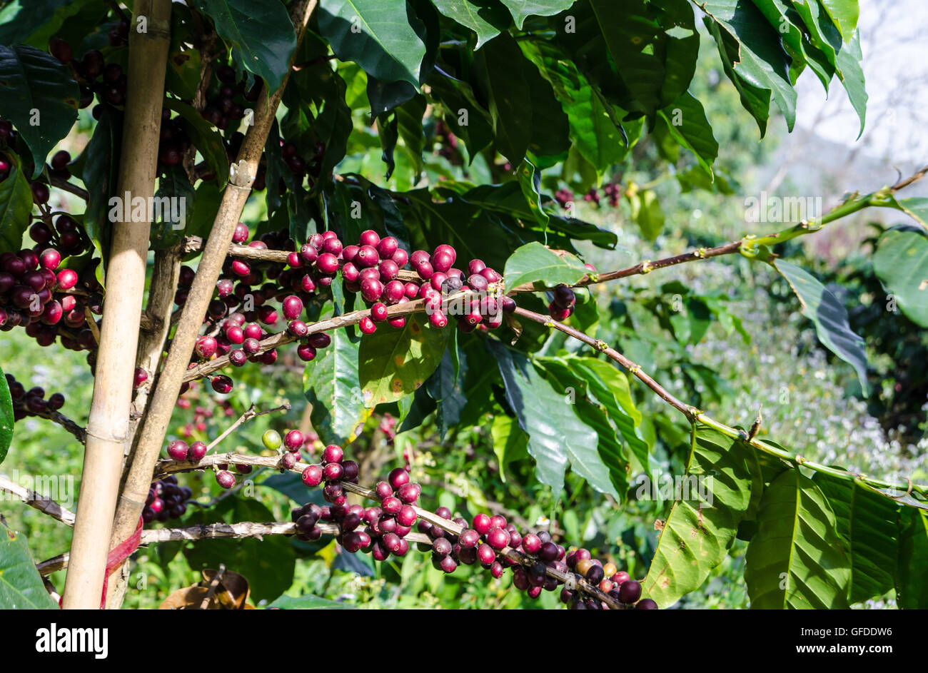 Close up Coffee tree with ripe in mountains Stock Photo - Alamy