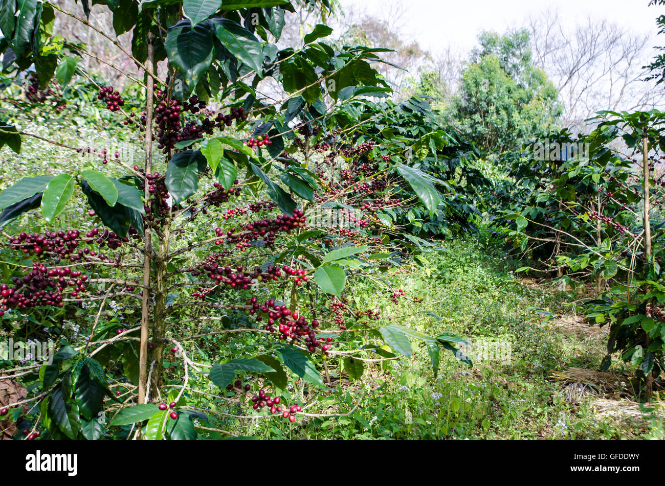 Close up Coffee tree with ripe in mountains Stock Photo - Alamy
