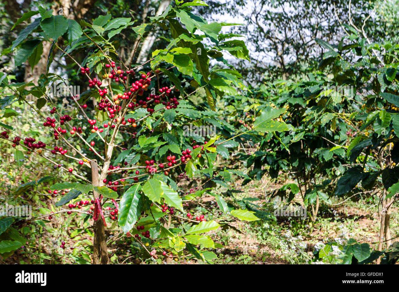 Close up Coffee tree with ripe in mountains Stock Photo - Alamy