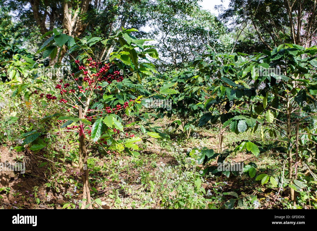Close up Coffee tree with ripe in mountains Stock Photo - Alamy