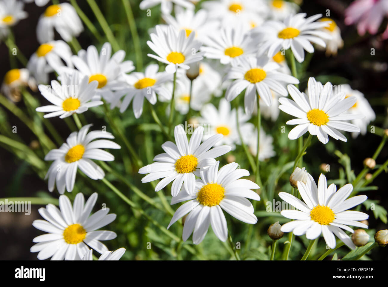 Daisy flower in a pots in the garden Stock Photo - Alamy
