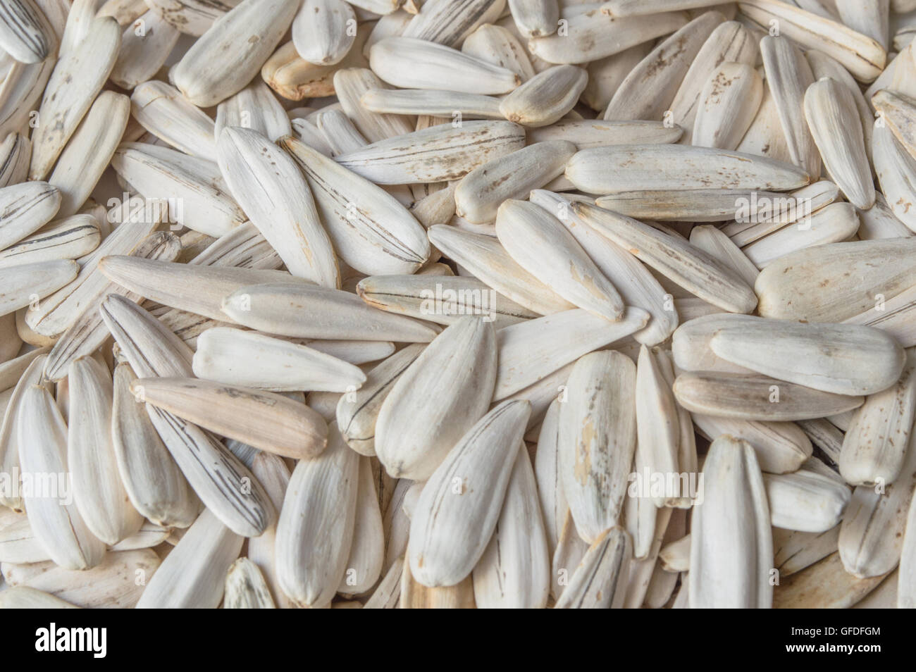 Dry sunflower seed close up Stock Photo - Alamy