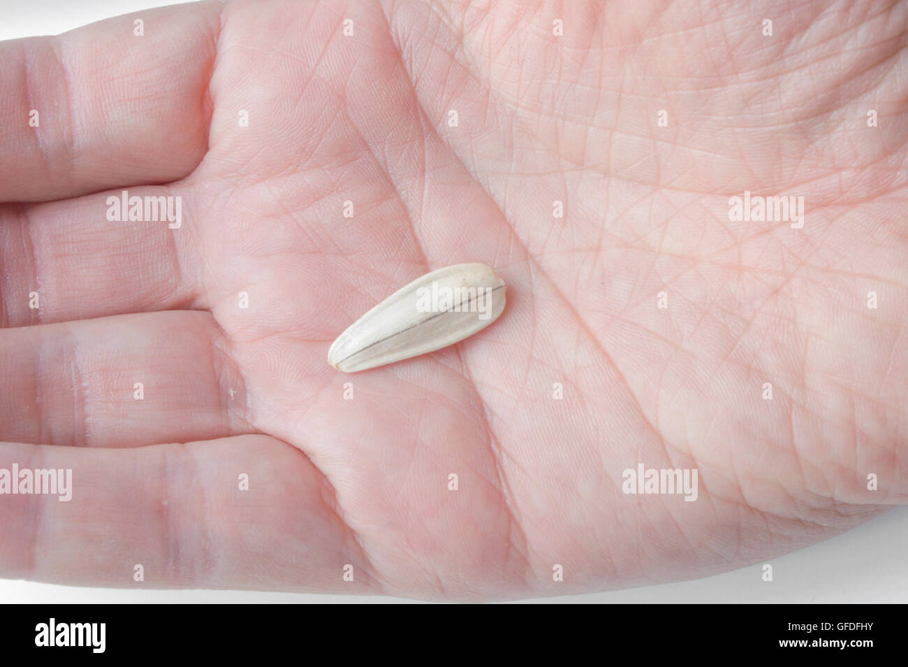Sunflower seed in a man's hand isolated on white background Stock Photo ...