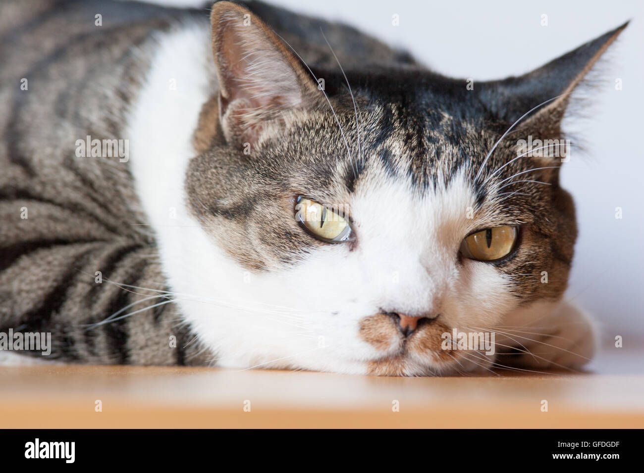 a tabby cat looking at camera Stock Photo - Alamy