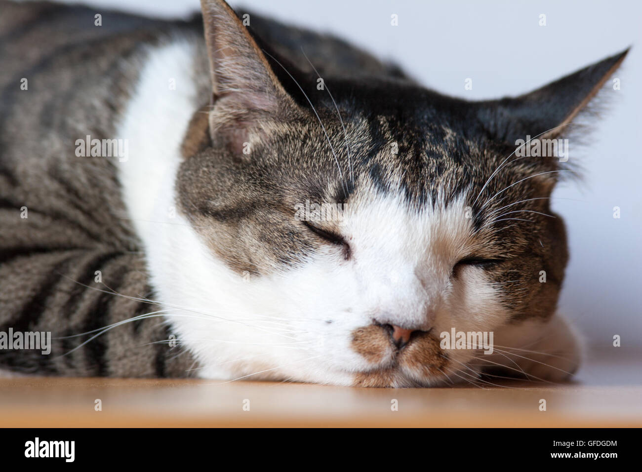 A sleeping tabby cat Stock Photo - Alamy