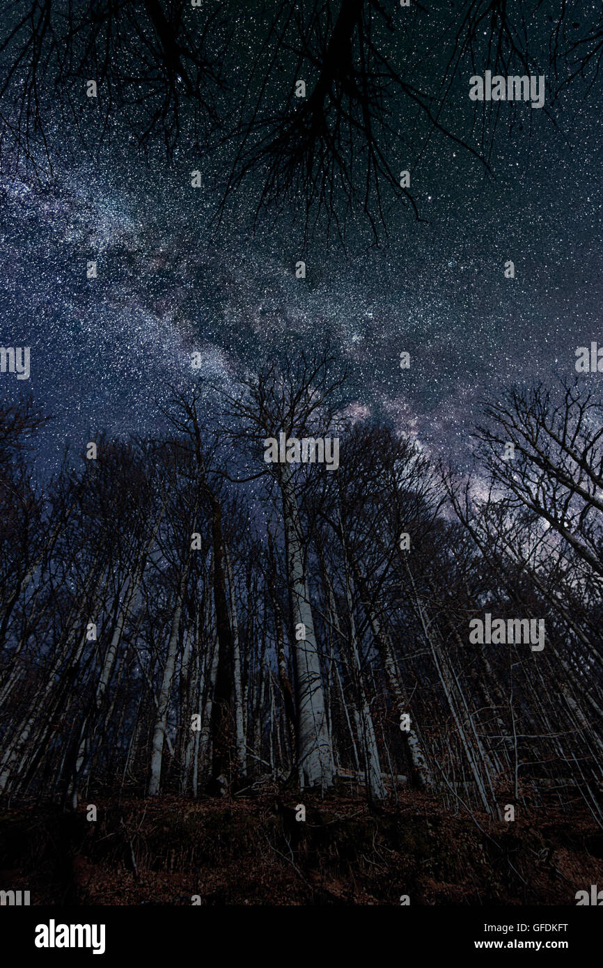 Night full of stars seen through trees Milky Way through trees Stock ...