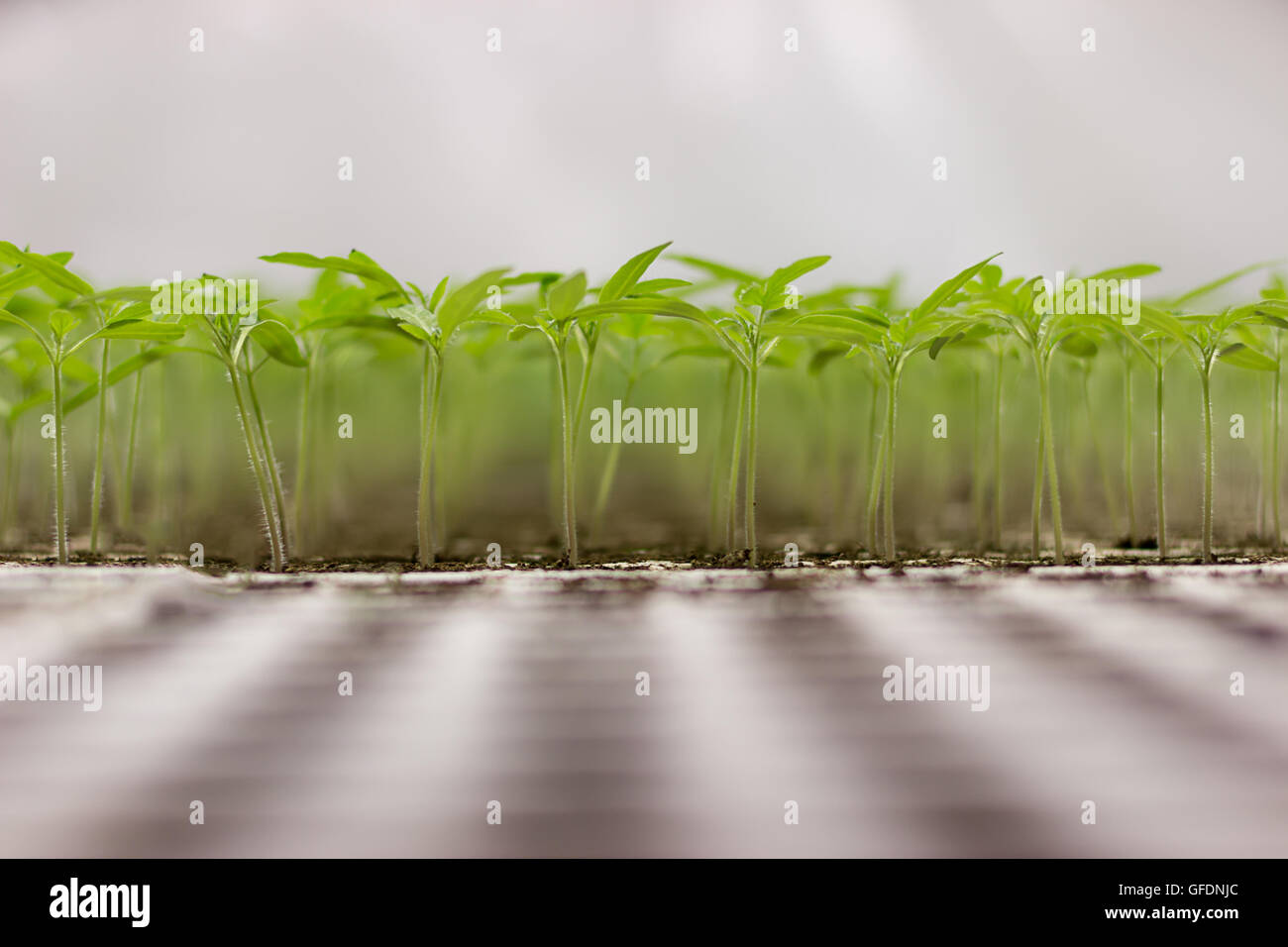 Seedlings CFL grow light HPS grow light Stock Photo - Alamy