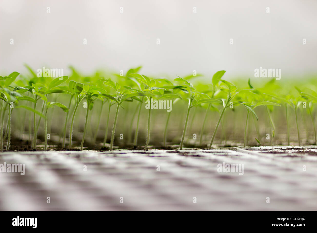 Seedlings CFL grow light HPS grow light Stock Photo - Alamy