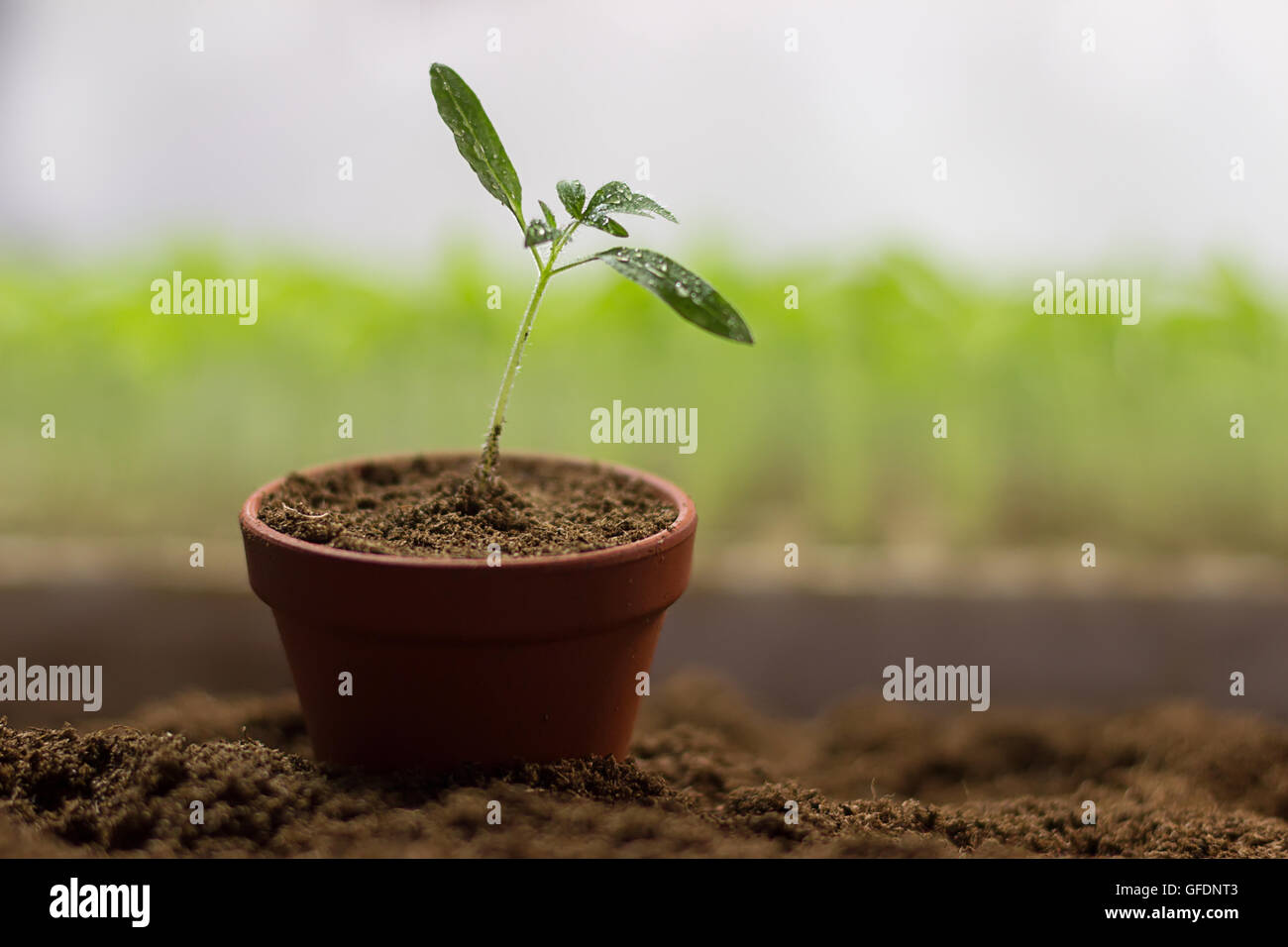 Seedlings in a pot Organic gardening Stock Photo - Alamy