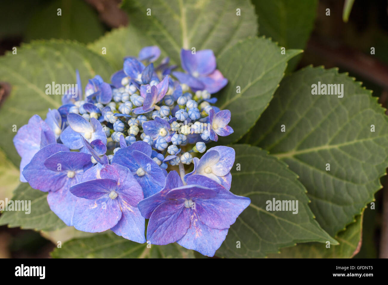 Japanese purple hydrangea close hi-res stock photography and images - Alamy