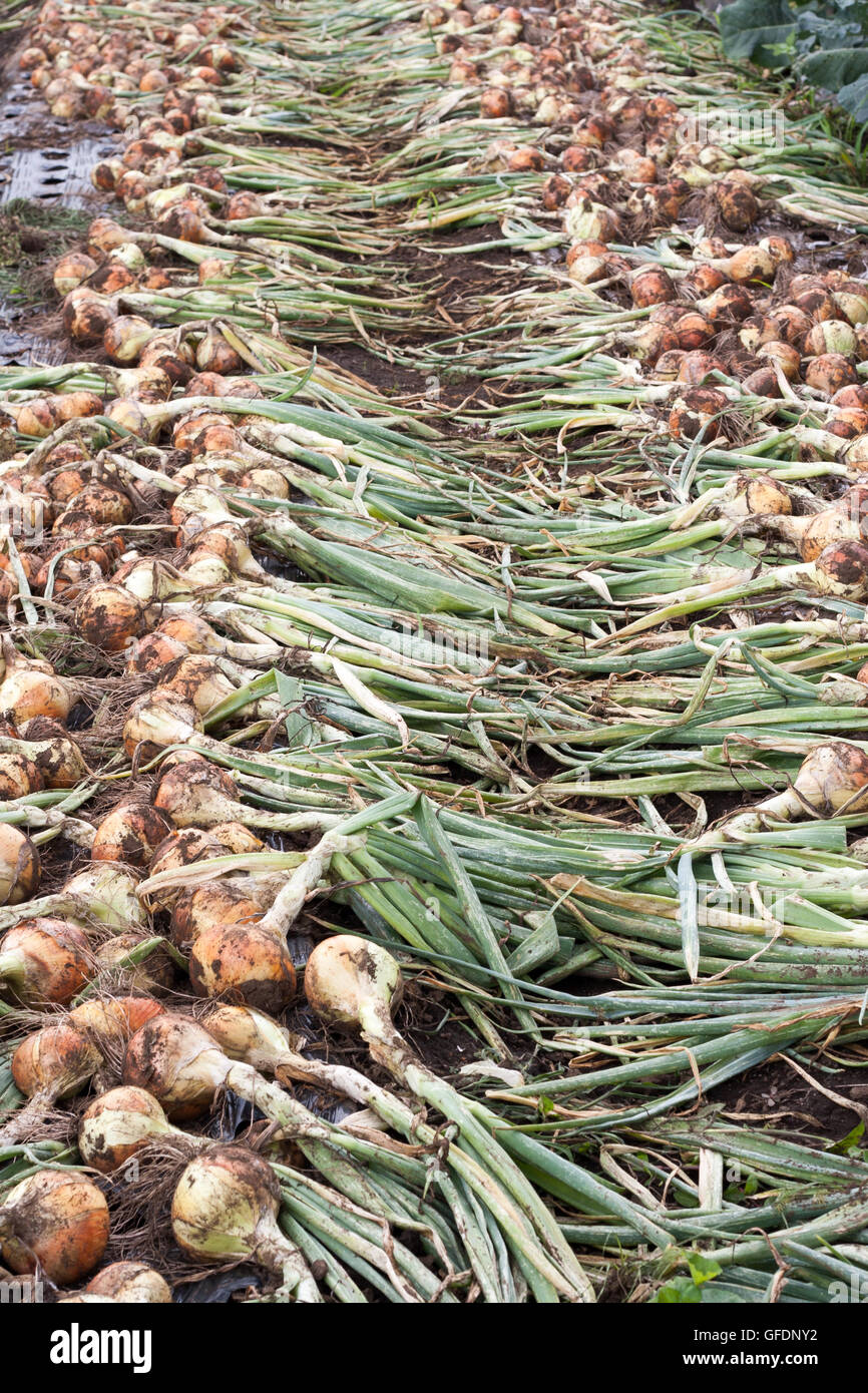 Harvesting onions, the onions laying on the ground Stock Photo - Alamy