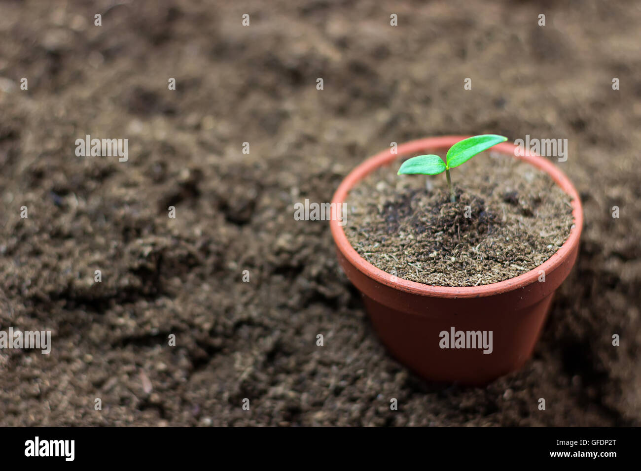 Paprika seedlings sprout in a pot Stock Photo - Alamy