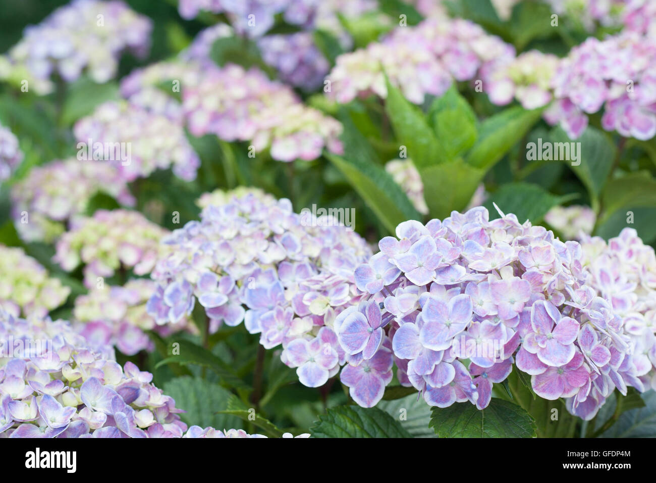 Hydrangea macrophylla in full bloom Stock Photo - Alamy